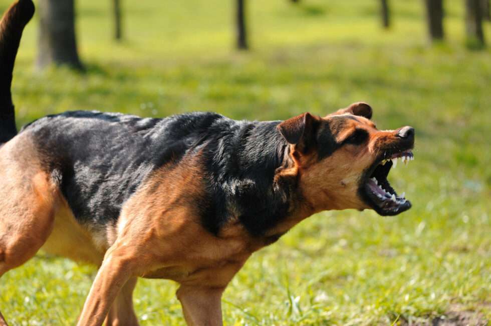 Dog & Animal Attacks | World Funding Corporation